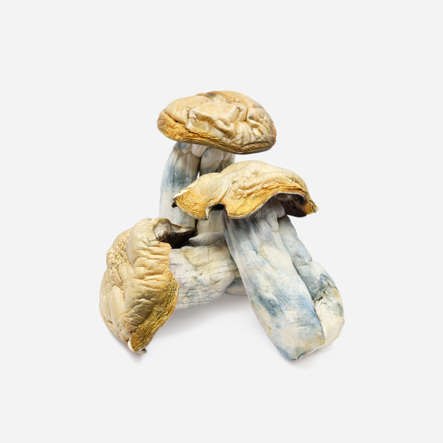 Hillbilly Magic Mushrooms - Bloom Supply